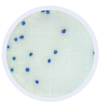 Peel Plate Microbial Tests